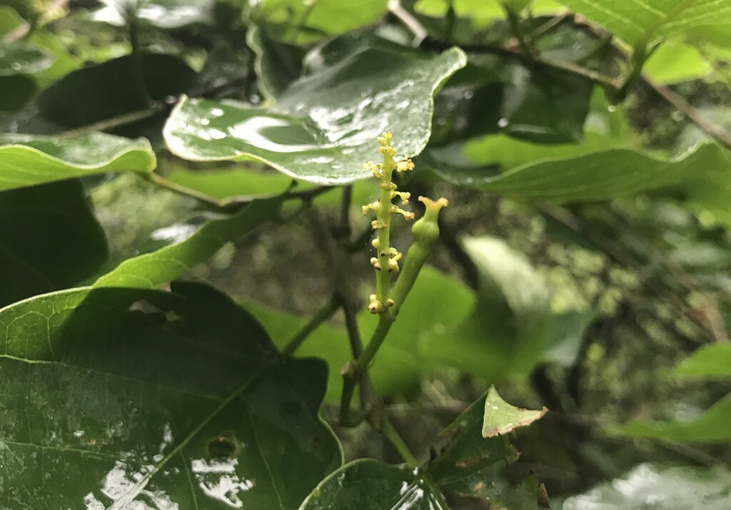Japanese Tallow Tree (Neoshirakia japonica) - Botanical Realm