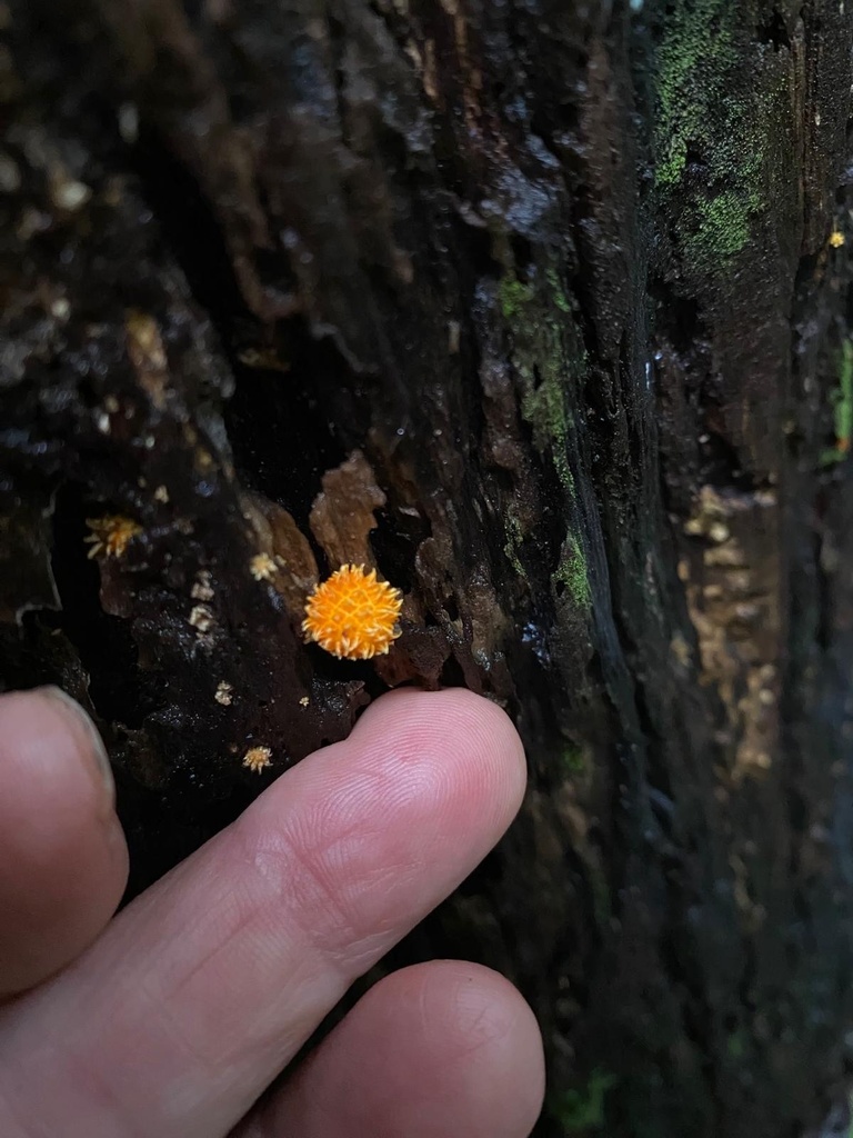 Golden-scruffy Collybia from Cumberland State Forest, West Pennant ...