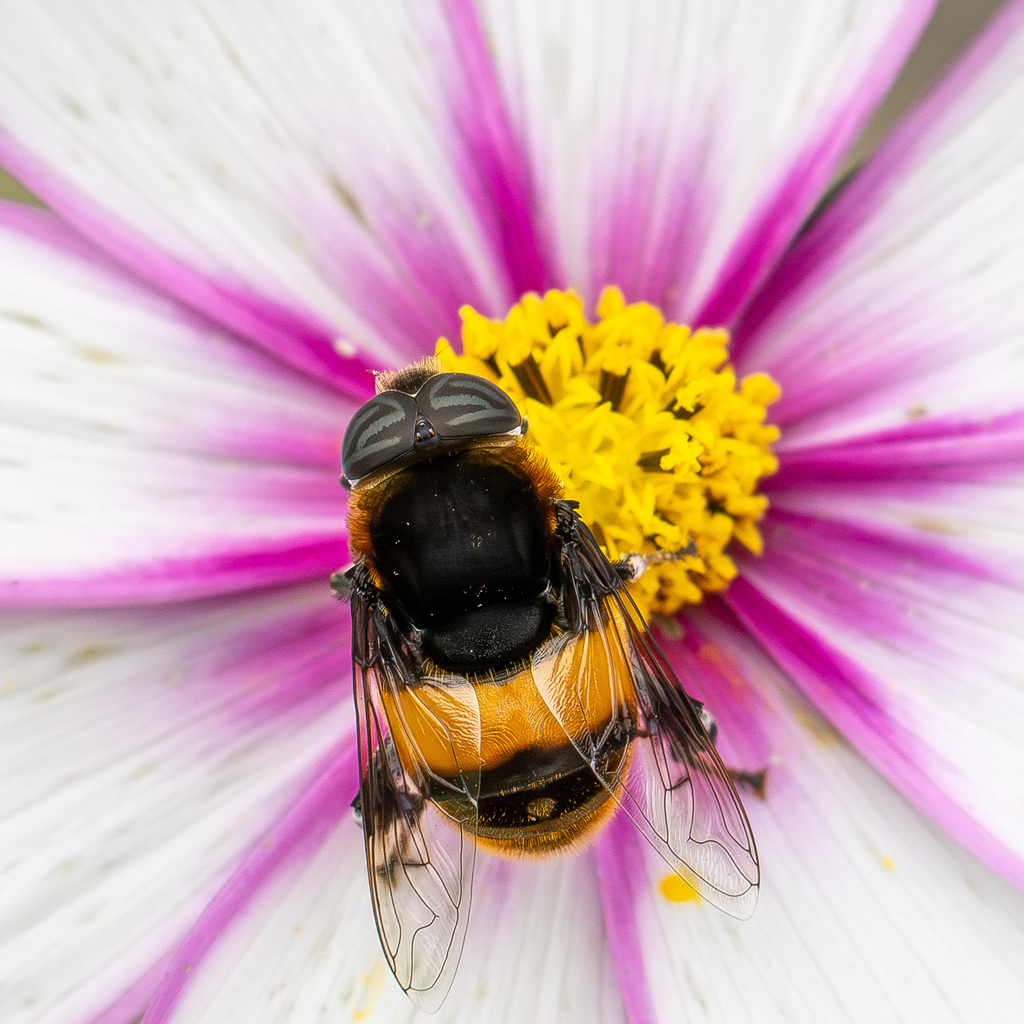 Phytomia zonata from Changping District, Beijing, China on September 28 ...