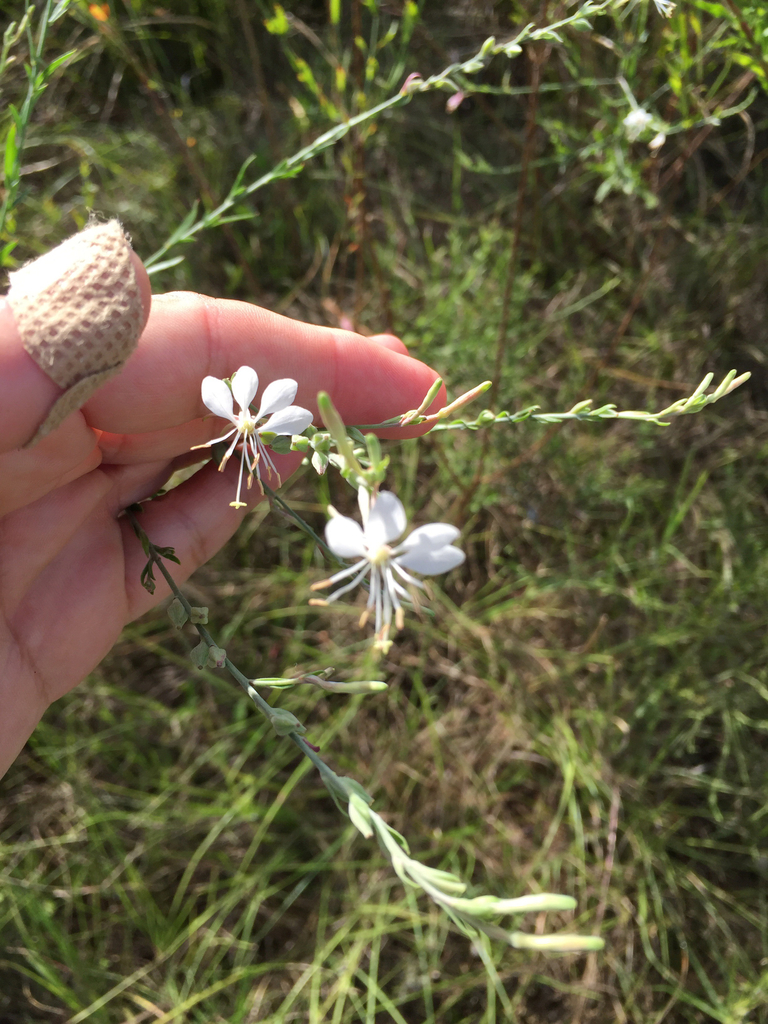 Lindheimer's beeblossom (Nash Prairie Plants List) · iNaturalist