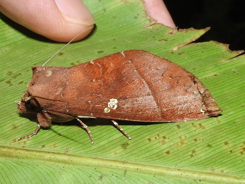 Hapigia ribbei · iNaturalist