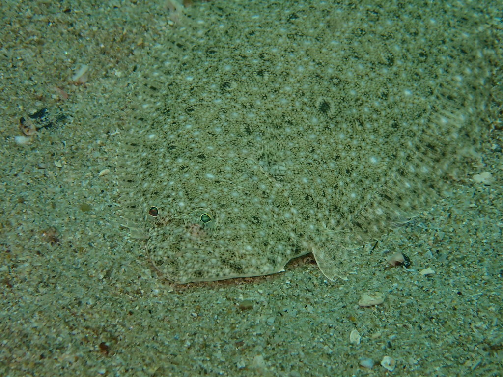 Olive Flounder (Paralichthys olivaceus) - Marine Life Identification