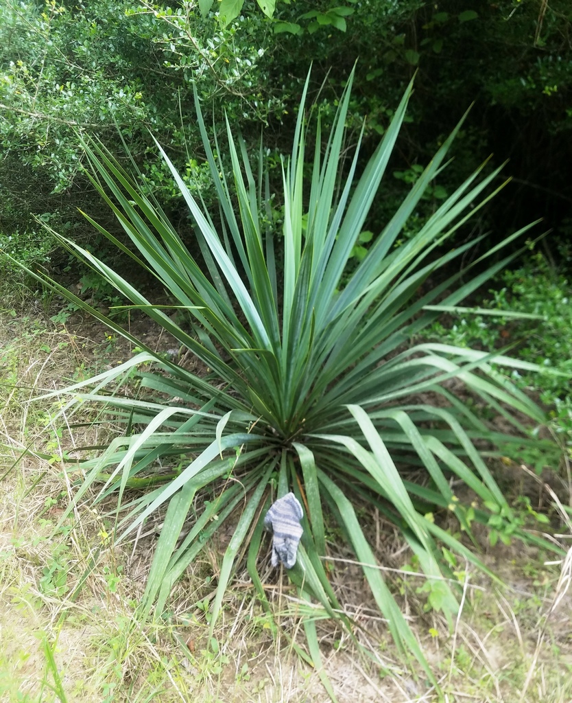 Nodding Yucca (Yucca cernua) - Botanical Realm