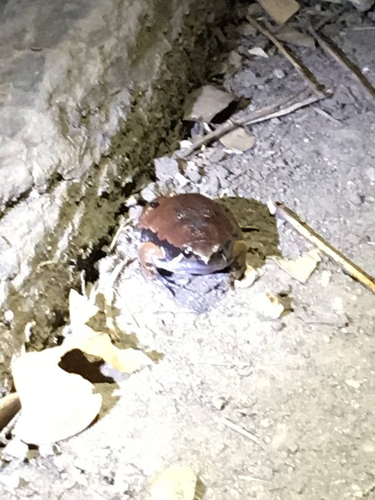 Sheep Frog from Turrialba on January 11, 2018 by Knives · iNaturalist