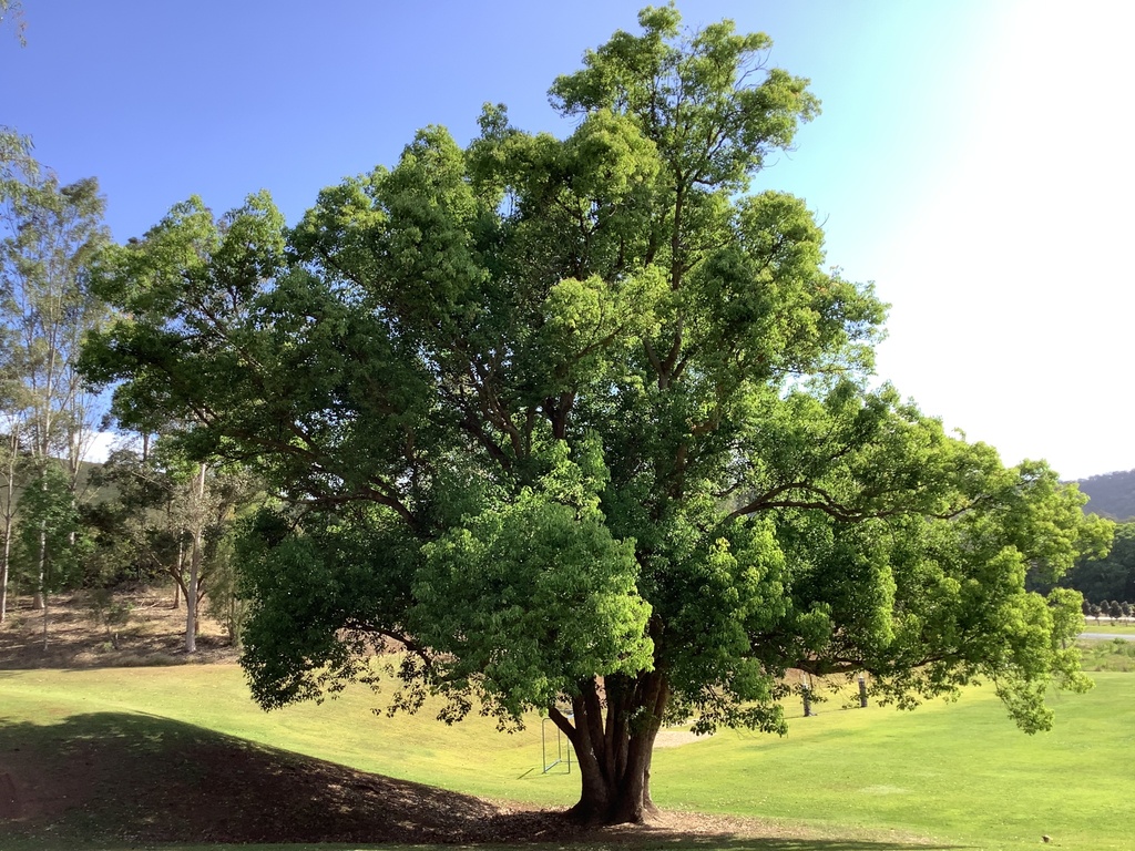 Camphor Tree on October 3, 2024 at 02:49 PM by mtkilcoyss2023 · iNaturalist