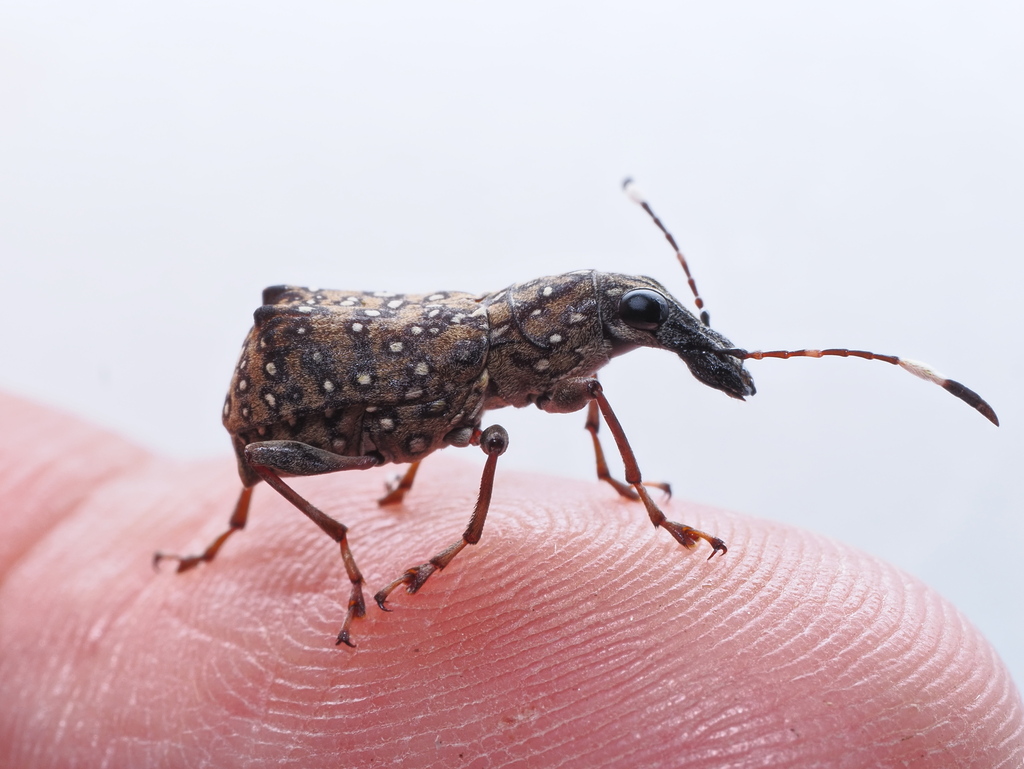 Physopterus opulentus from Sabah, MY on May 3, 2024 at 12:59 PM by ...