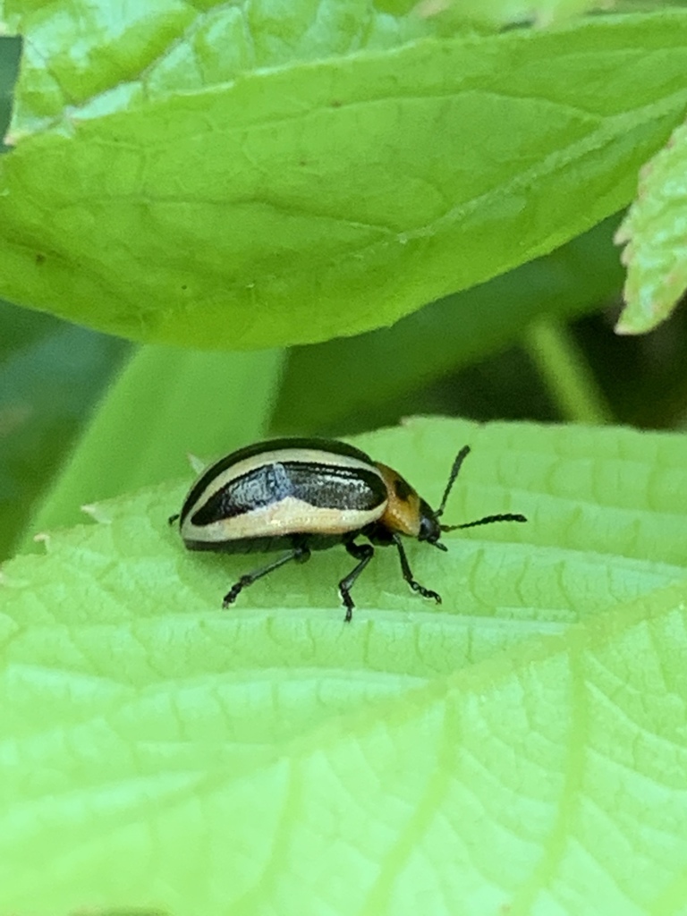 Coreopsis Beetle from 36 Aspetong Rd, Bedford, NY, US on July 1, 2019 ...