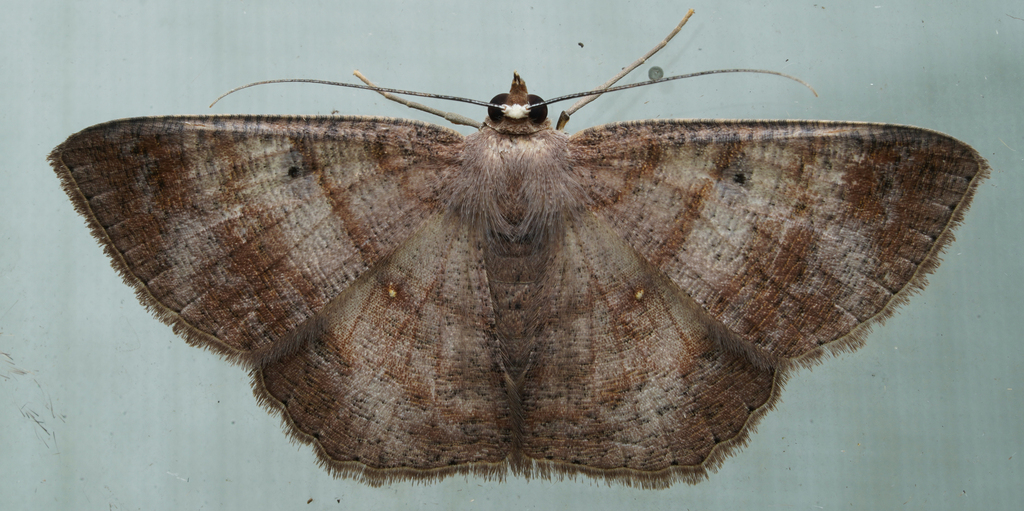Petelia from Lakkidi, Kunnathidavaka, Kerala 673576, India on October 2 ...
