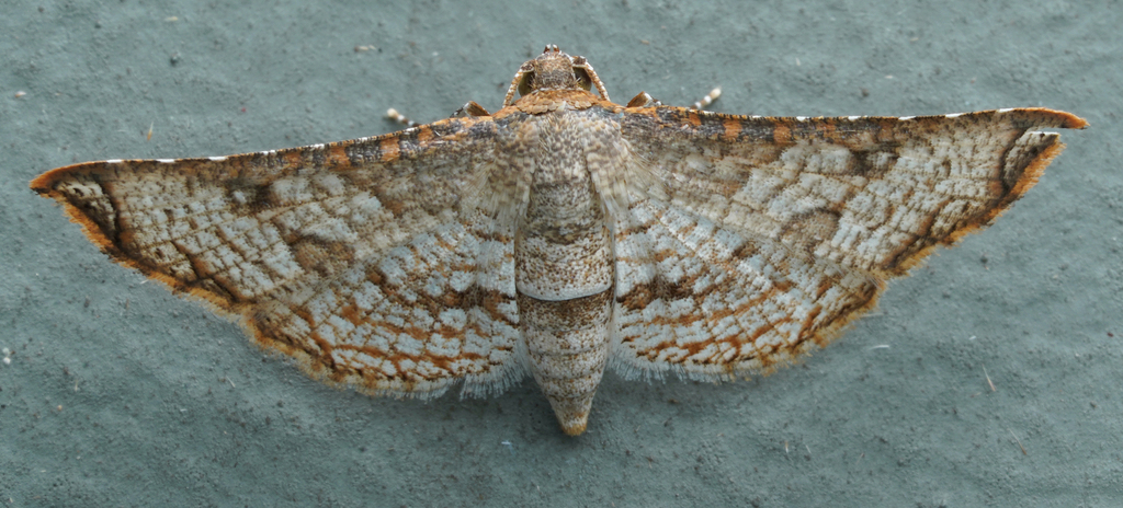 Window-winged Moths from Lakkidi, Kunnathidavaka, Kerala 673576, India ...