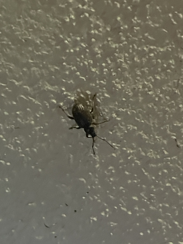 Cribrate Weevil from Calle Séptima, Ensenada, B.C., MX on October 2 ...