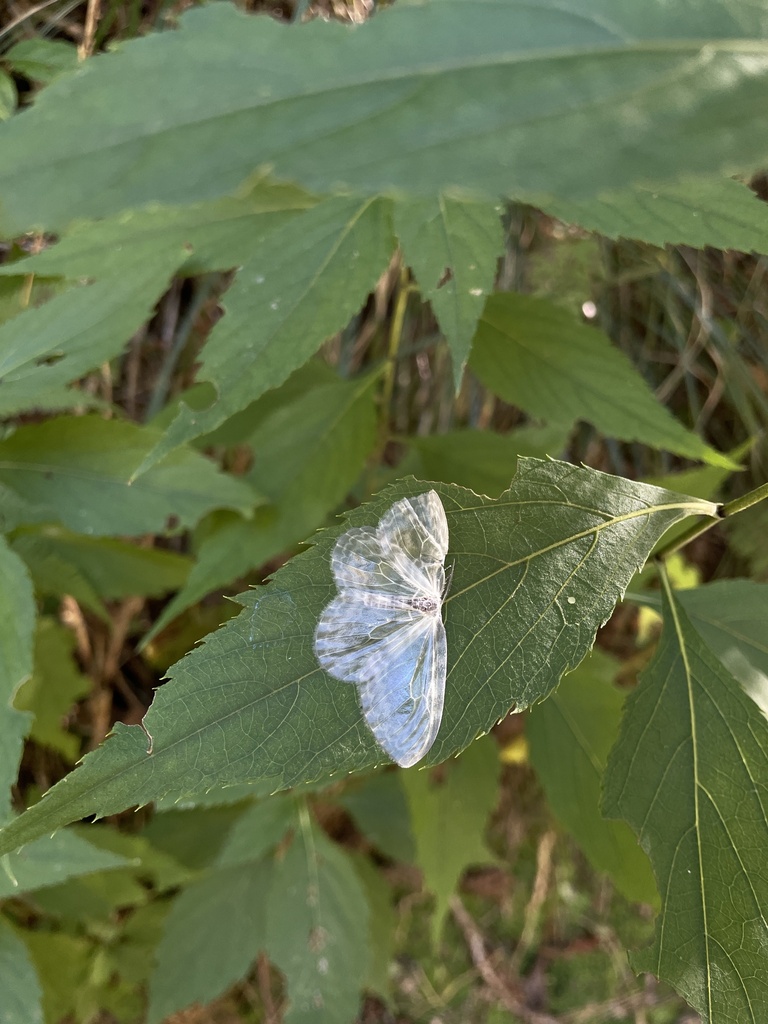 Deroca hidda in October 2024 by Alex Pintsen JIN · iNaturalist