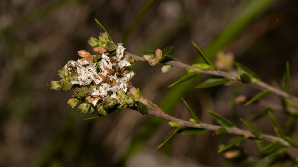 common beard-heath from Red Rock NSW 2456, Australia on September 22 ...