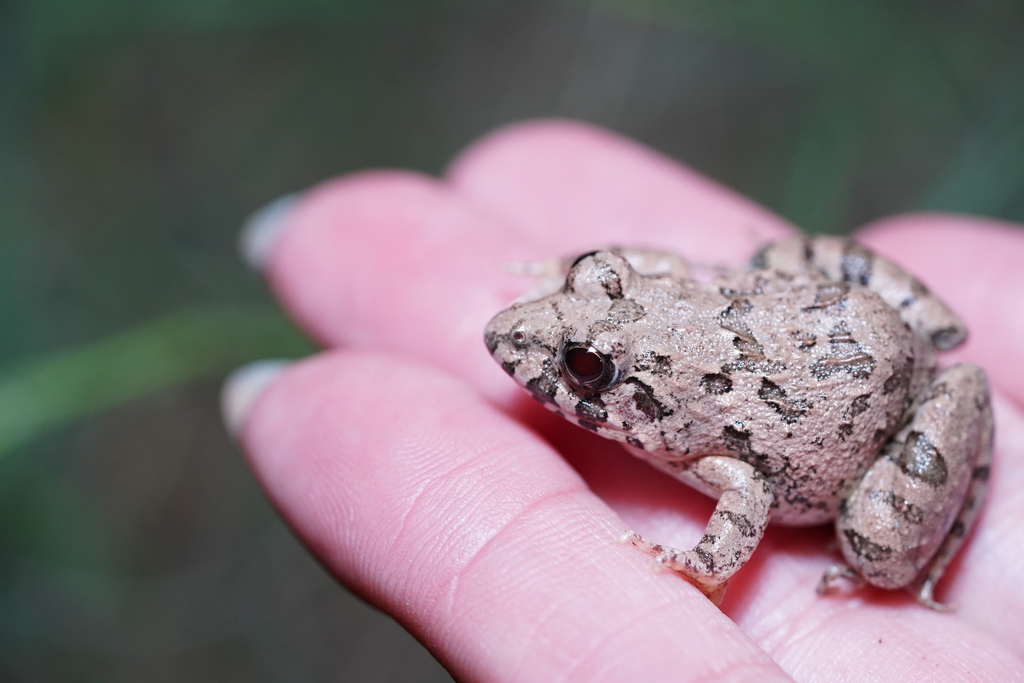 Rice field frog from 中国河南省郑州市中原区 on October 02, 2024 at 06:22 PM by ...
