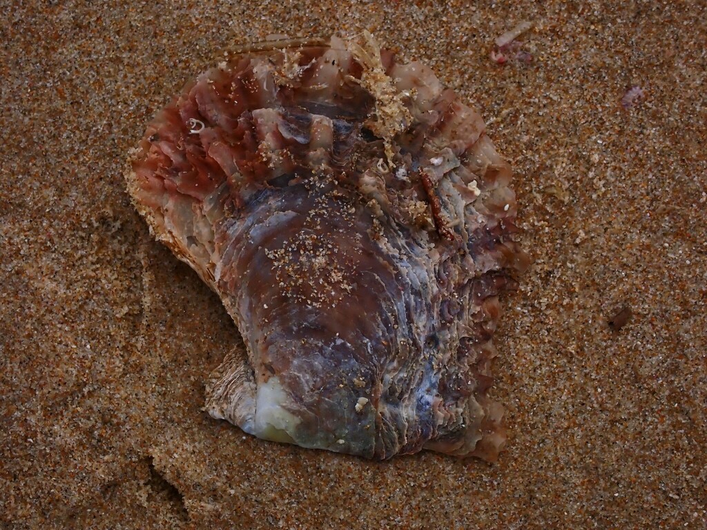 Black-lip Pearl Shell from Barcoongere NSW 2460, Australia on October ...