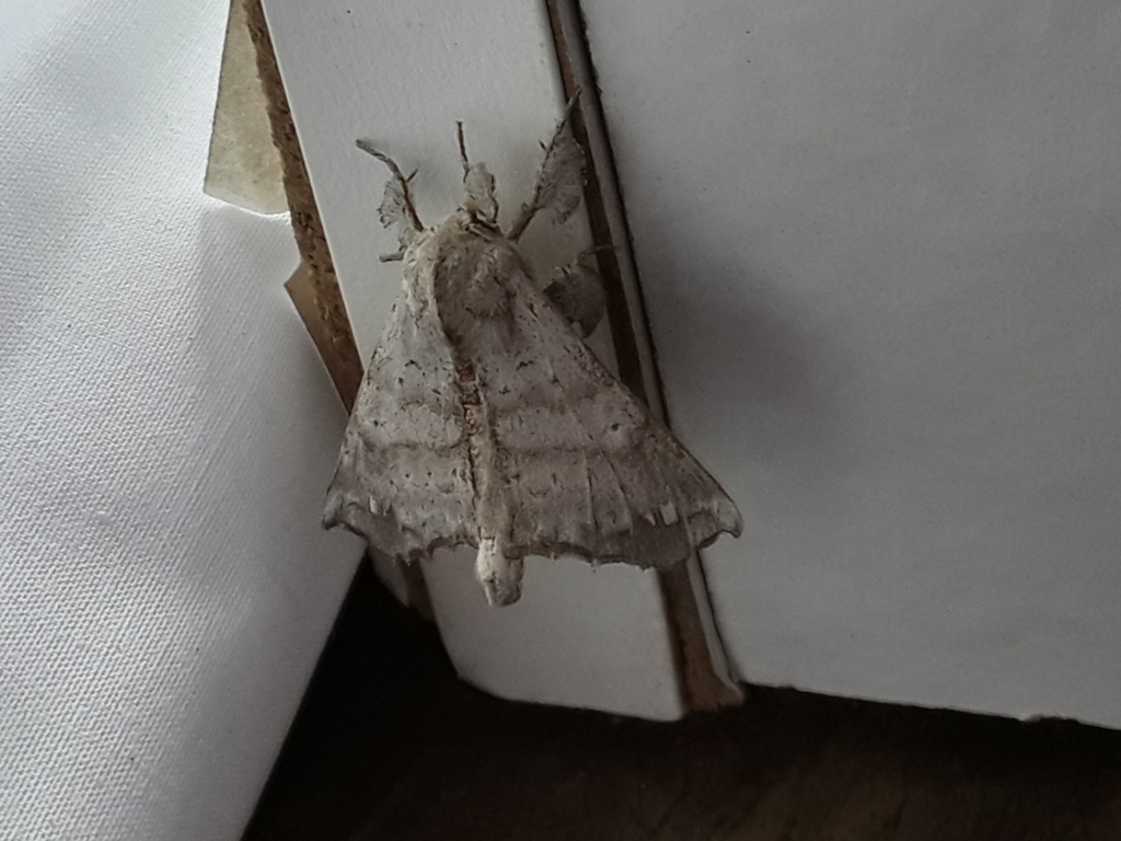 Angel Moth from Franklin County, US-MA, US on June 30, 2019 at 04:54 PM ...