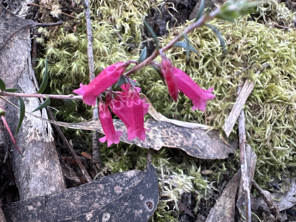Common Heath from Bruny Island, Adventure Bay, TAS, AU on October 3 ...