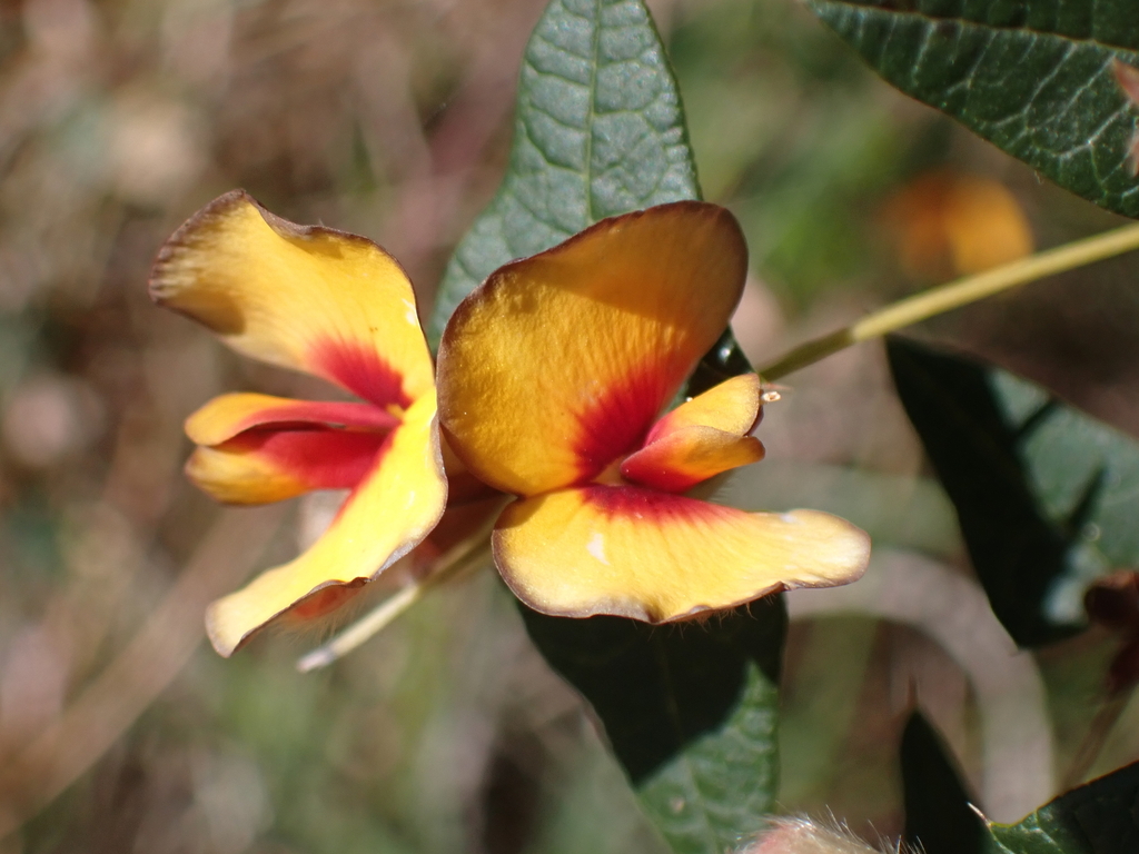 Common Flat-pea from Unthanks Reserve, Somerville VIC 3912, Australia ...