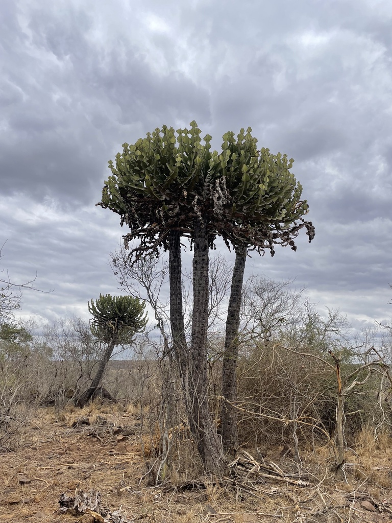 Bushveld Candelabra Tree from Kruger National Park, Bushbuckridge, MP ...