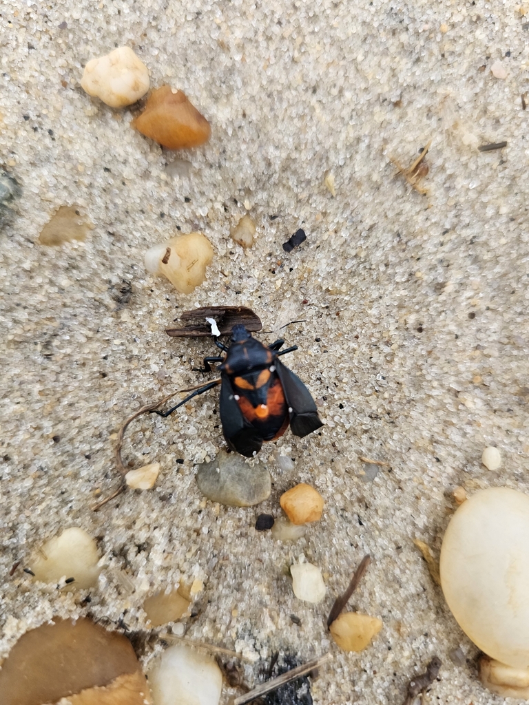 Florida Predatory Stink Bug from CHESAPEAK BCH, MD 20732, USA on ...