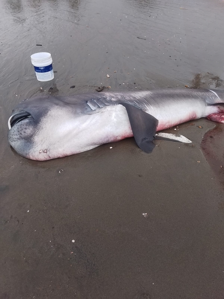 Megamouth Shark (Megachasma pelagios) - Marine Life Identification