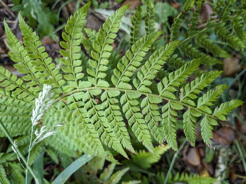 soft shield fern from Ards and North Down, UK on July 03, 2024 at 01:39 ...