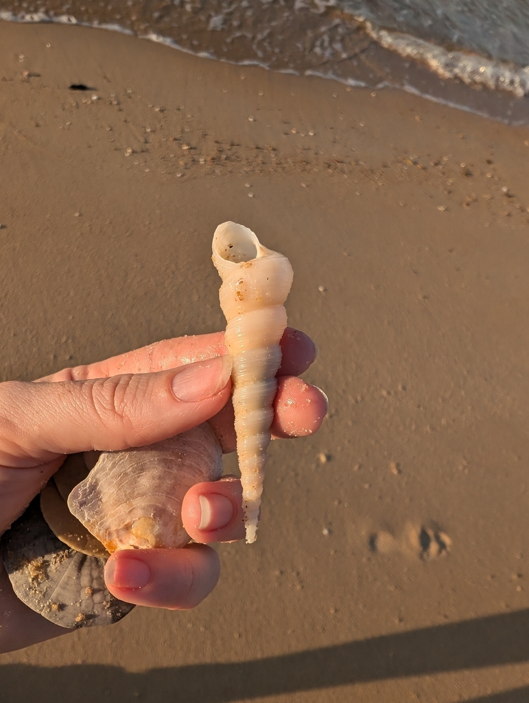 Turritella terebra from Punsand QLD, Australia on October 3, 2024 at 05 ...