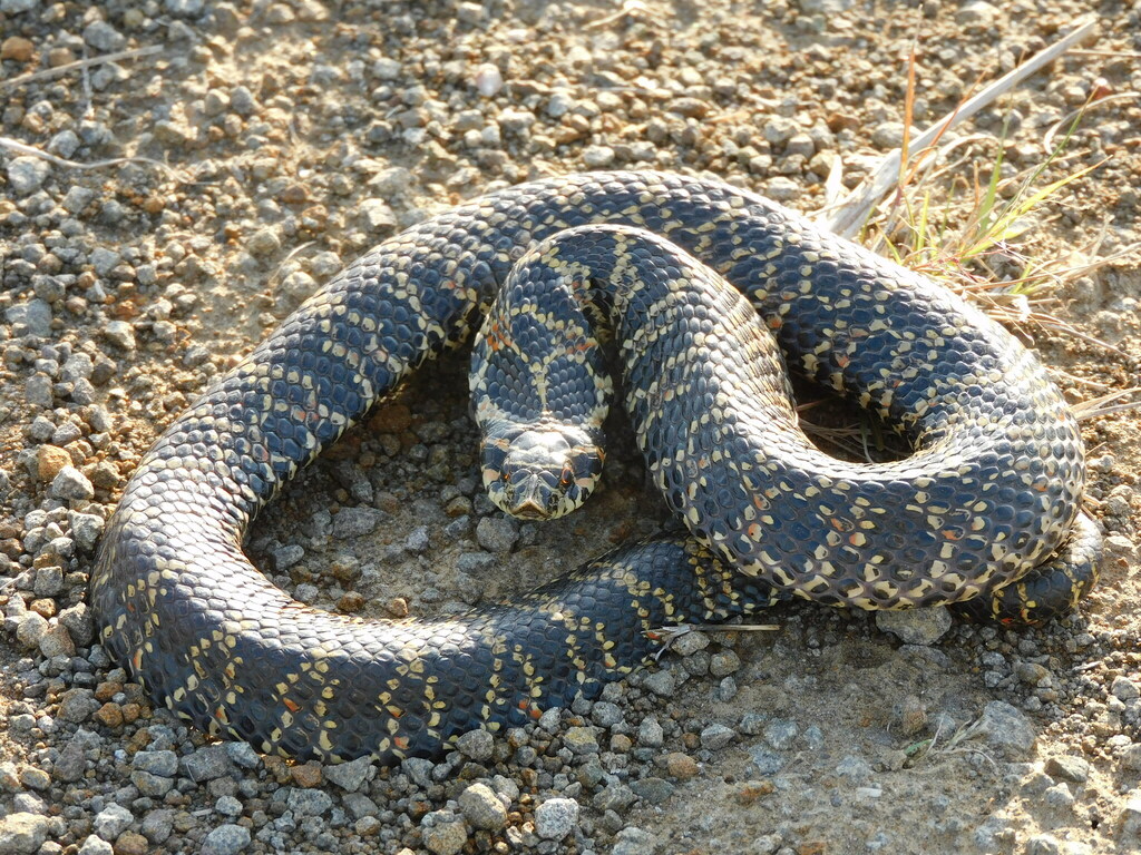 South American Hognose Snake from Villa Constitucion, Departamento de ...