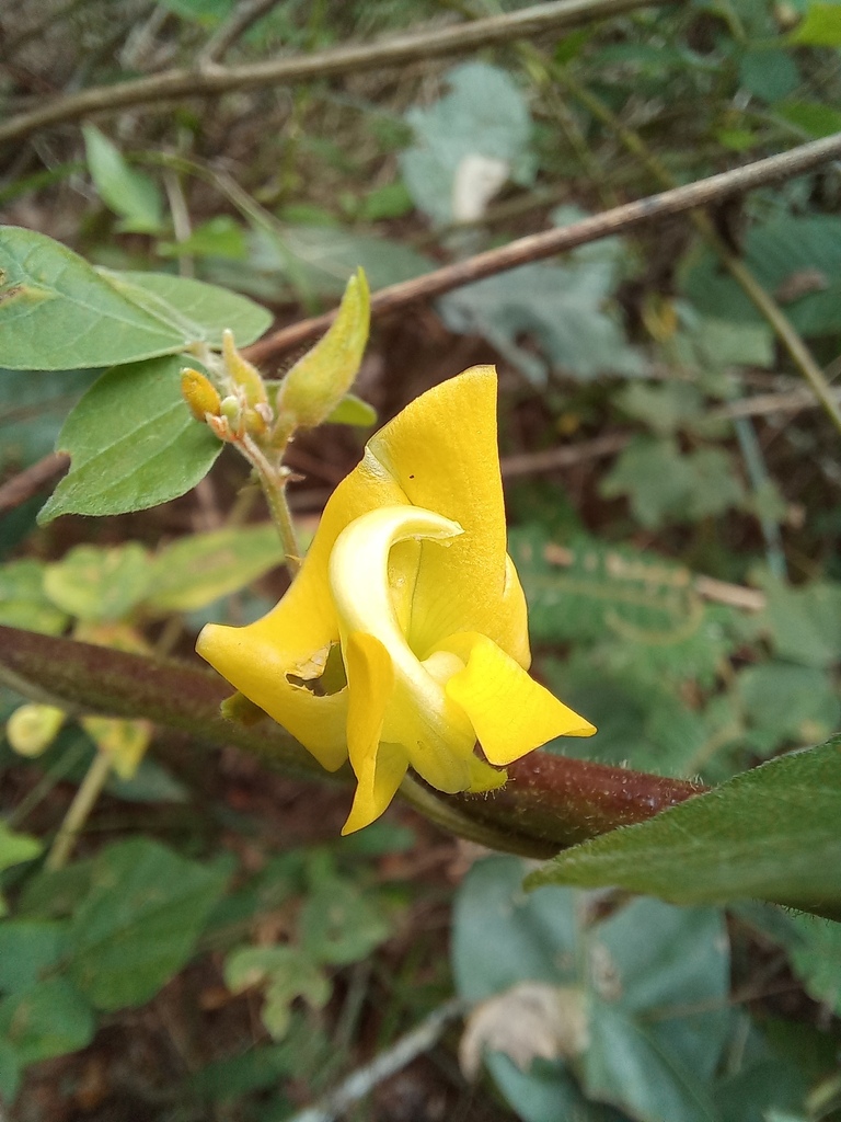 (Dunbaria circinalis) - Botanical Realm