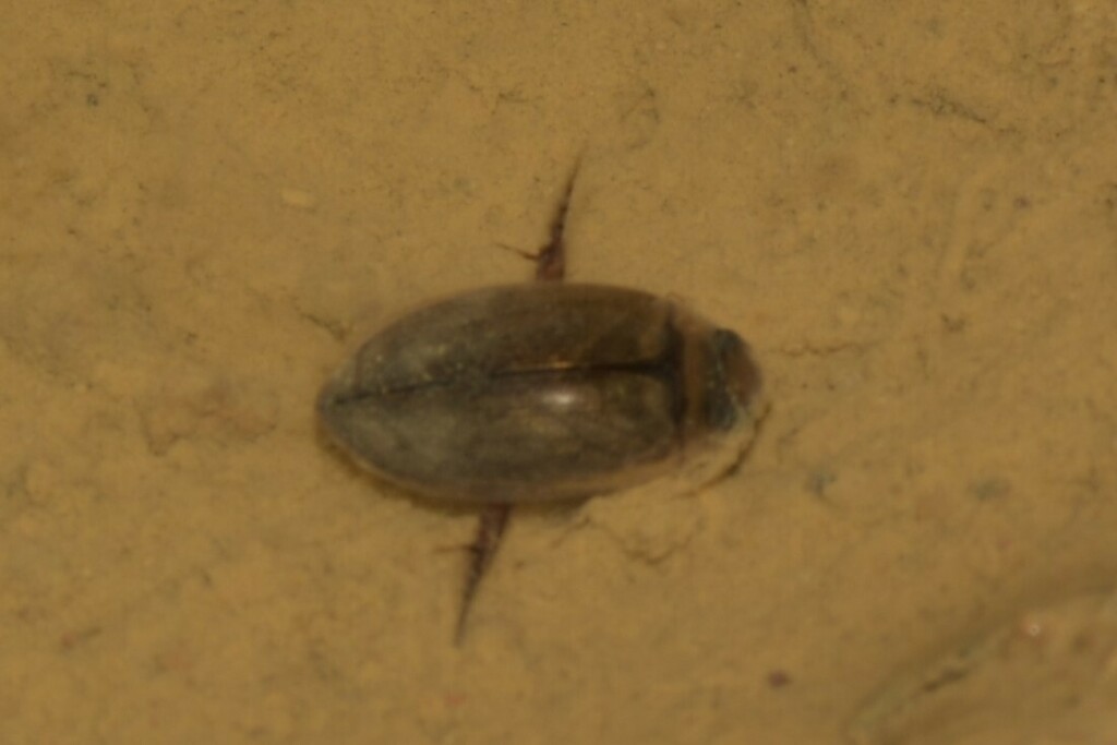 Hydaticus rhantoides from 崇左龙州发现弄岗 on October 1, 2024 at 08:00 PM by ...