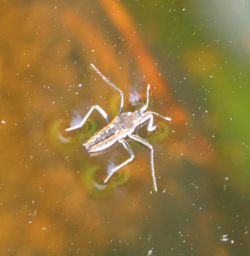 Capra's Water Cricket from 87541 Bad Hindelang, Germany on September 2 ...
