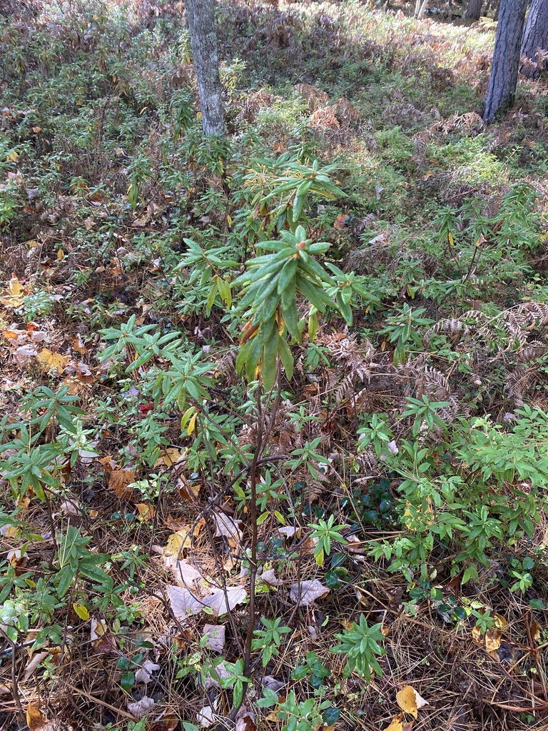 Bog Labrador Tea from Rice Lake Rd, Lake Linden, MI, US on October 5 ...