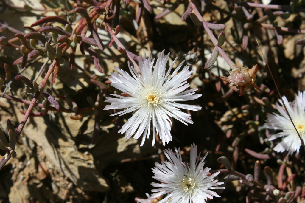 Phyllobolus from South Cape DC, South Africa on October 14, 2016 at 09: ...