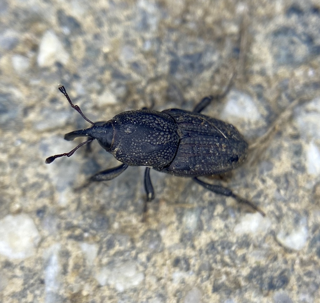 Hunting Billbug from Creekside Park, Archdale, NC, US on October 3 ...