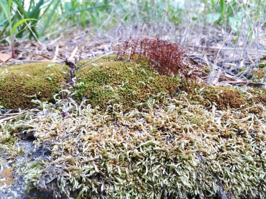 mosses from 800 Bonghwa-ro, Anheung-myeon, Hoengseon, Gangwon-do, South ...