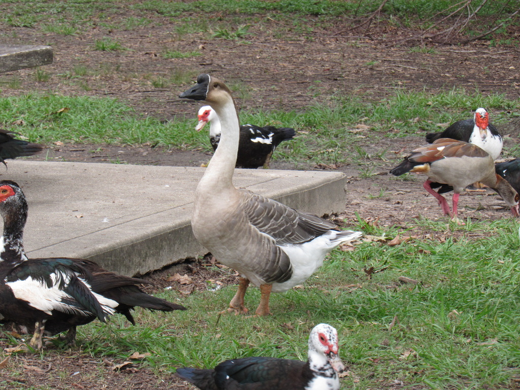 Domestic Swan Goose from Hermann Park, Houston, TX, US on September 12 ...