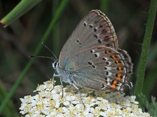 Satyrium ledereri · iNaturalist Mexico