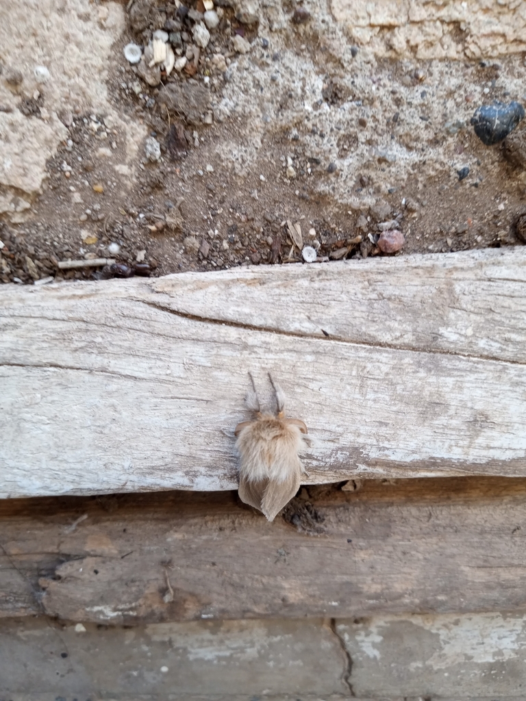 Paracles in October 2024 by Agustín Gabriel Álvarez · iNaturalist