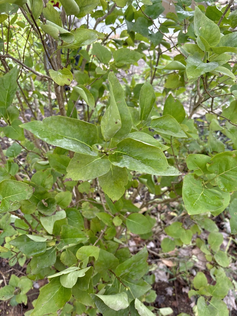Dwarf Hackberry from Huntington, WV, US on October 3, 2024 at 11:19 AM ...