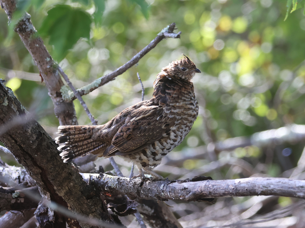 Ruffed Grouse from Sawyer County, WI, USA on October 01, 2024 at 02:26 ...