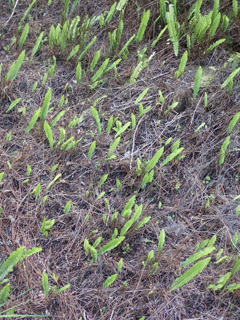 Fishbone Fern from Belvidere Plantation, Garden Route District ...