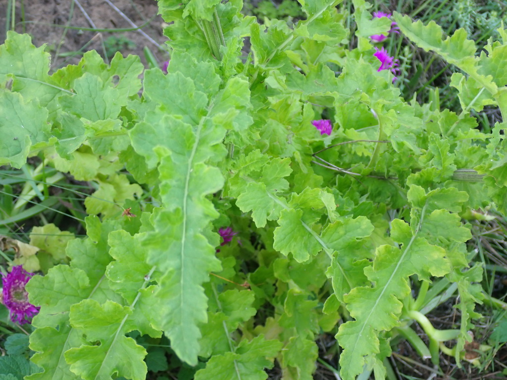 Purple Ragwort from Belvidere Plantation, Garden Route District ...