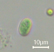 Genus Cyanothece · iNaturalist