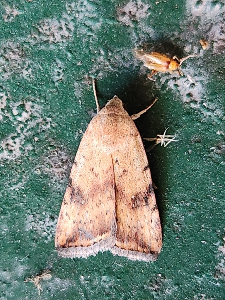 Triplex Cutworm Moth from Mission, TX, USA on October 3, 2024 at 08:16 ...