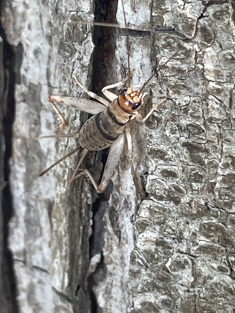 Tropical House Cricket from Circuito del Prado, Playa del Carmen, Q ...