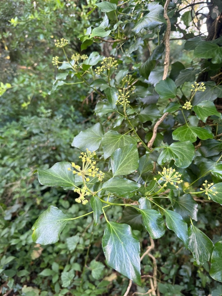 common ivy from Cornwall, UK on October 1, 2024 at 09:44 AM by Matthew ...