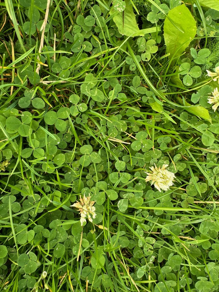 white clover from Cornwall, UK on October 2, 2024 at 12:32 PM by ...