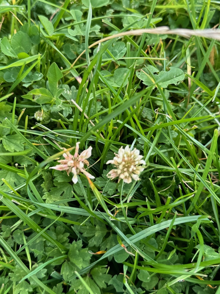 white clover from Cornwall, UK on October 2, 2024 at 12:41 PM by ...