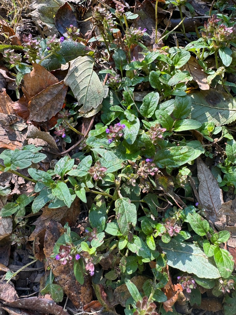 common selfheal from Cornwall, UK on October 1, 2024 at 10:19 AM by ...