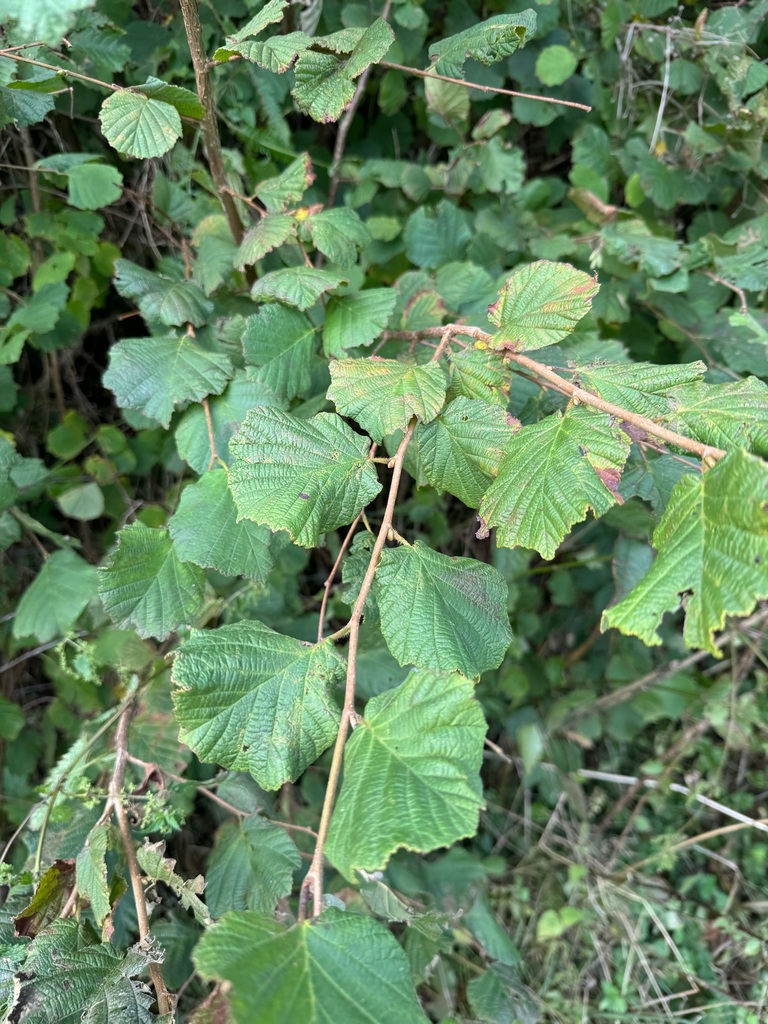 common hazel from Cornwall, UK on October 2, 2024 at 11:27 AM by ...