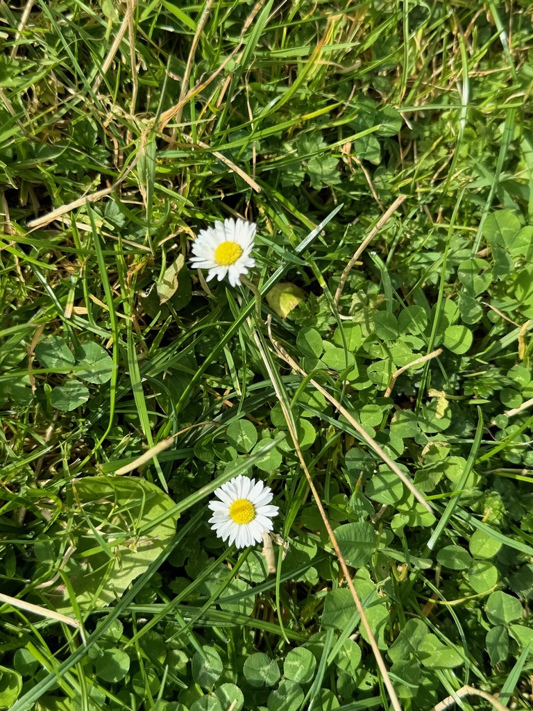 Lawn daisy from Cornwall, UK on October 2, 2024 at 12:42 PM by Matthew ...